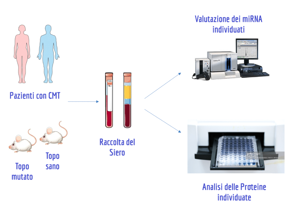 Nuovo studio per identificare biomarcatori per la CMT2A | ACMT-Rete